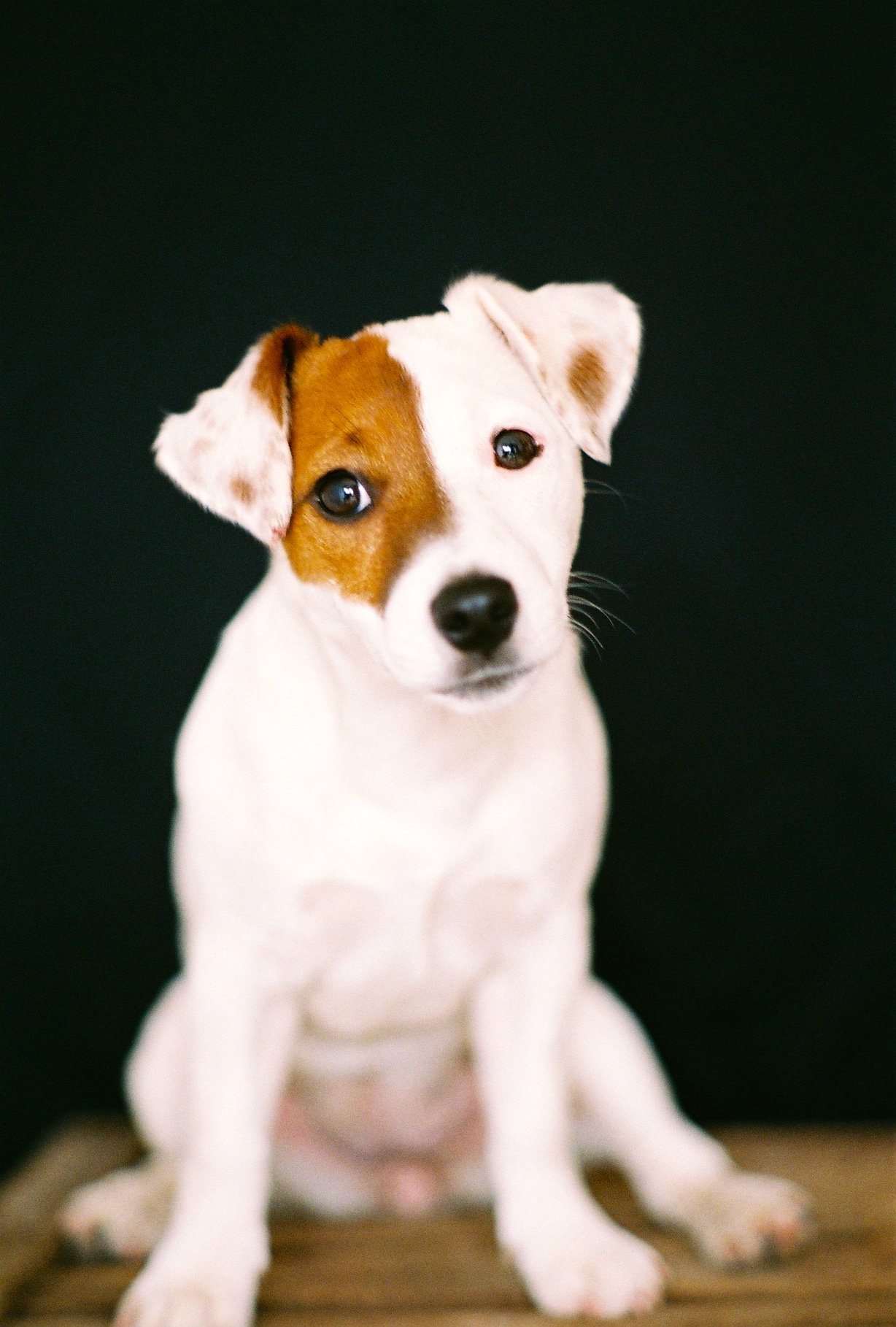 Galerie photo de nos chiens - Le Jack de Brana - Le Teich, Arcachon ...