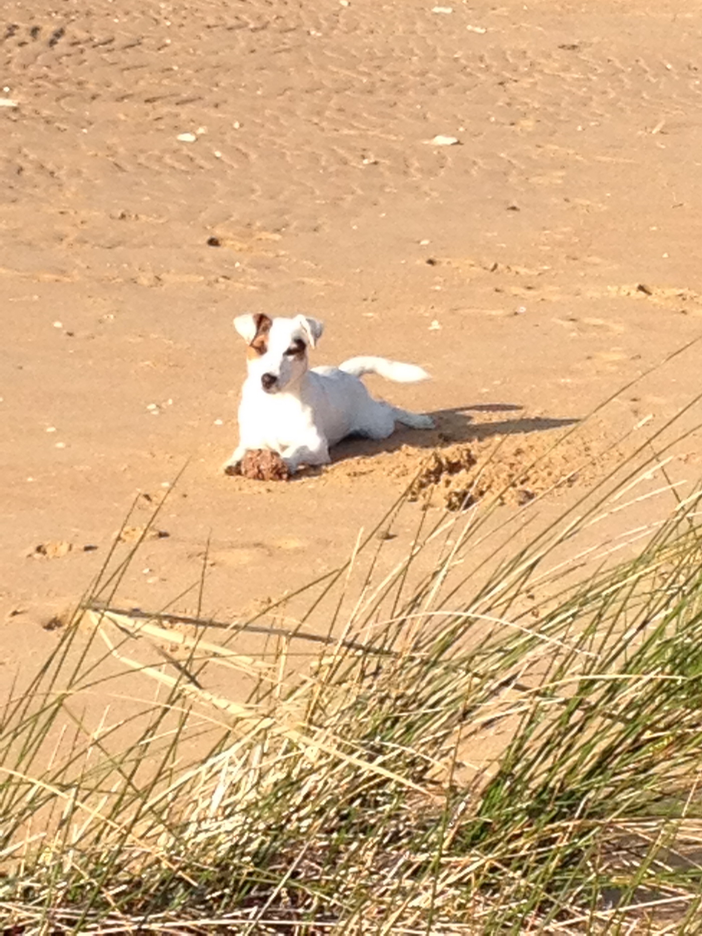 Comment faire pour bien choisir son élevage ? - Le Jack de Brana - Le ...