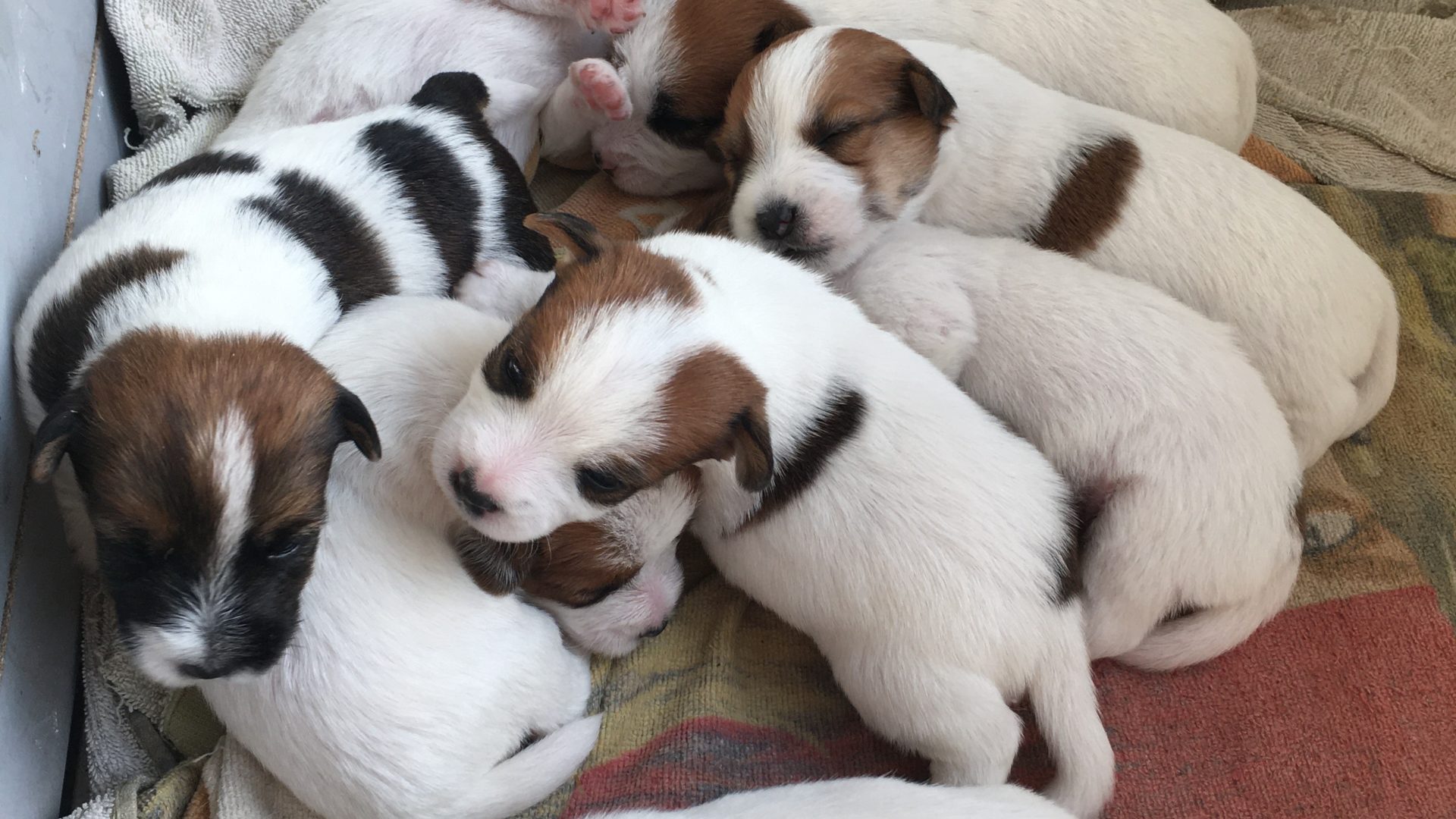 Jack de Brana - Le Jack de Brana - Le Teich, Arcachon - Aquitaine