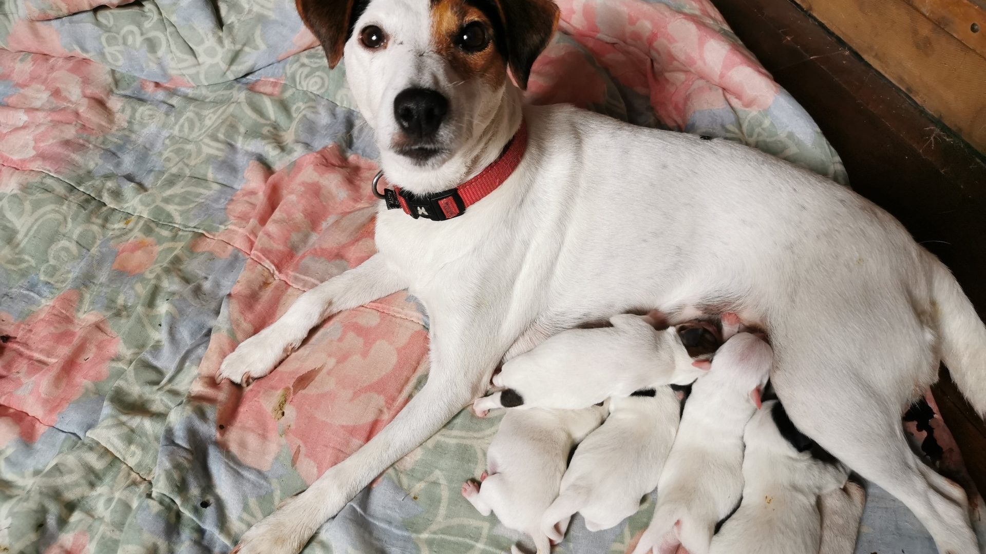 Jack de Brana - Le Jack de Brana - Le Teich, Arcachon - Aquitaine